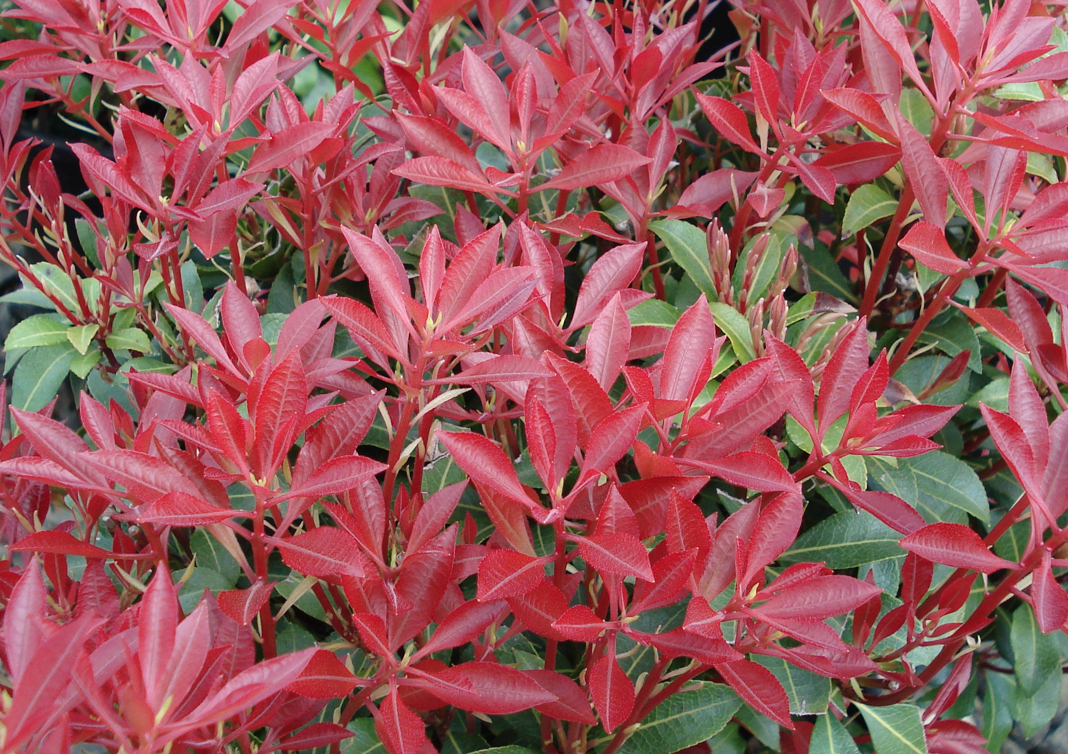 Pieris - Klub Gaia